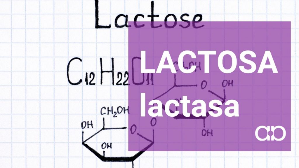 ¿CUÁL ES LA RELACIÓN ENTRE LA LACTOSA Y LA LACTASA? - Alberdi Aparato ...